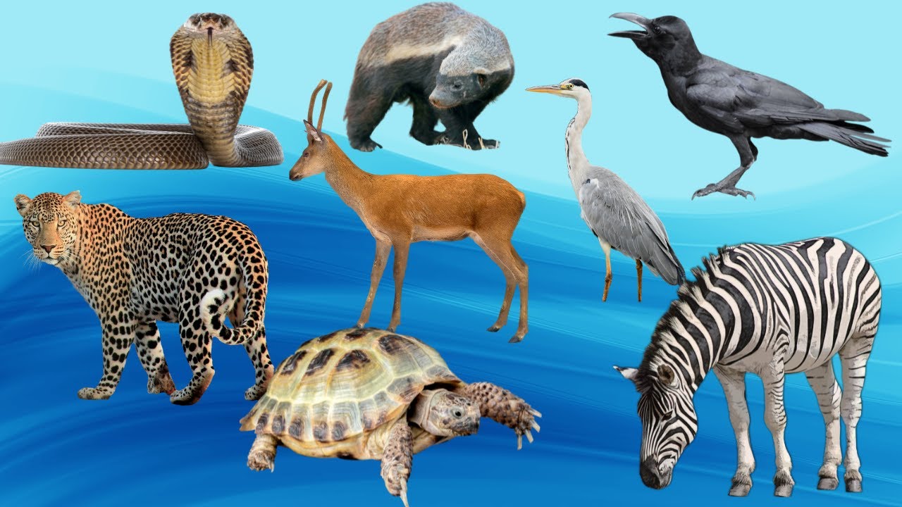 Animal Voices and Cute Pets Cobra, Heron, Jaguar, Honey Badger, Turtle ...