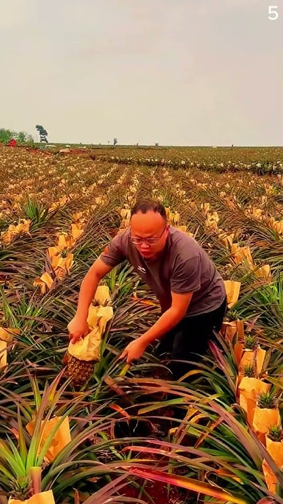 Panen nanas yang sangat segar dan memuaskan #shorts - YouTube