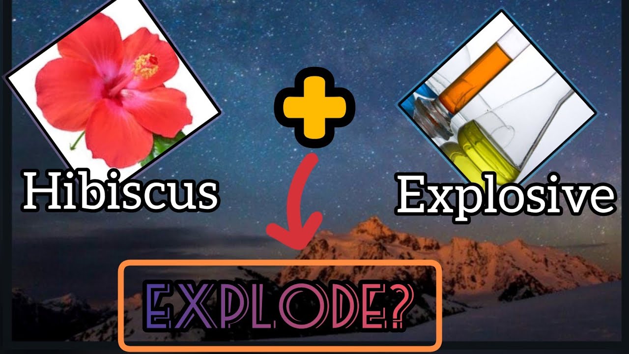 What happens when acid is added with hibiscus solution??full dhamaka🥳👍 ...