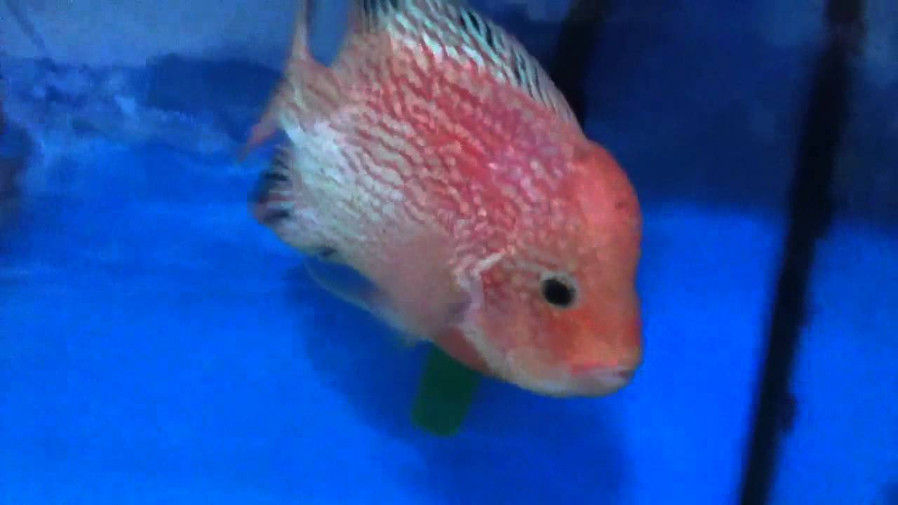 Red Texas 2 - YouTube