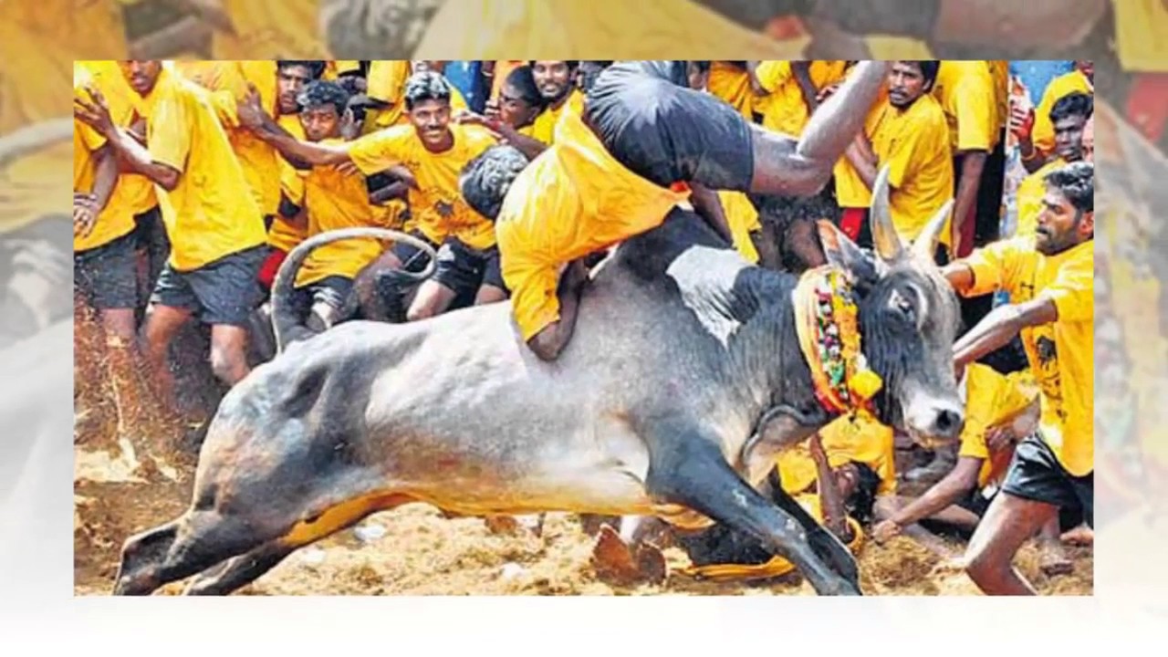 Alanganallur jallikattu new 2017 - YouTube