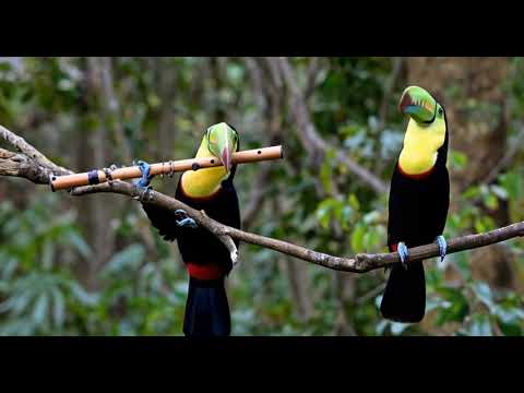 toucan sample