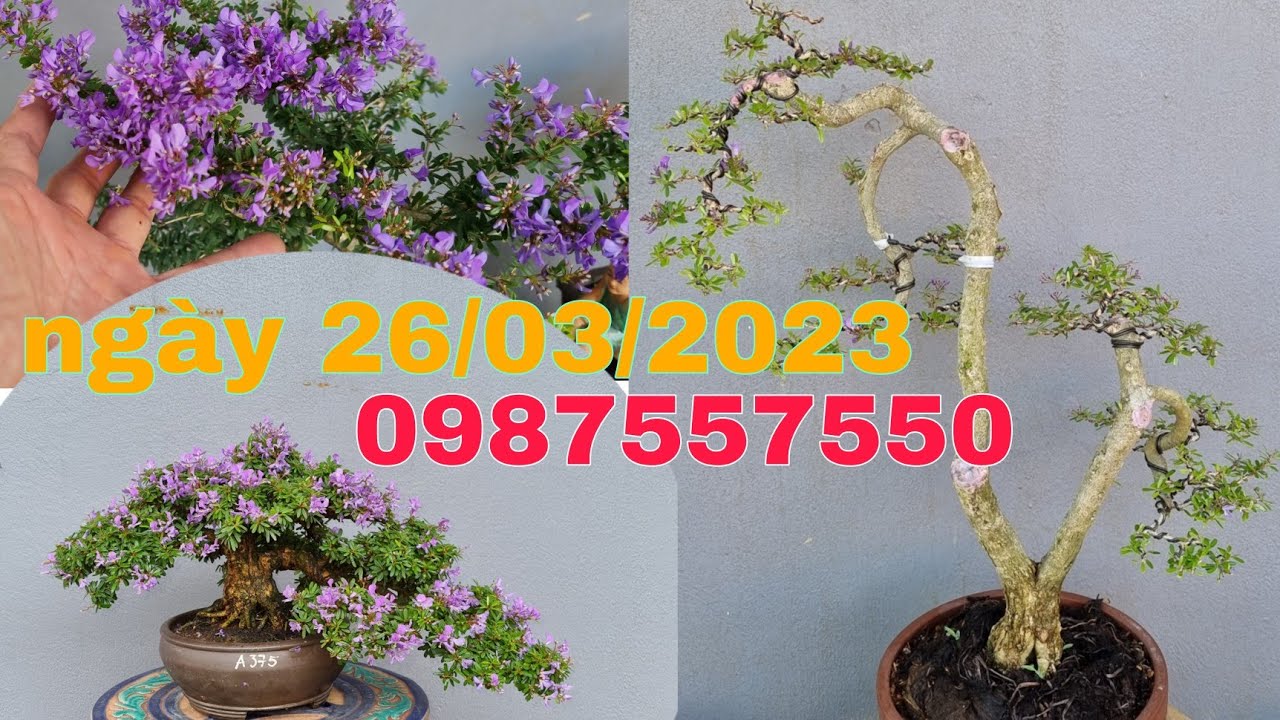 Linh sam 86 làm mini rất đẹp,Chào giá giao lưu toàn quốc - YouTube