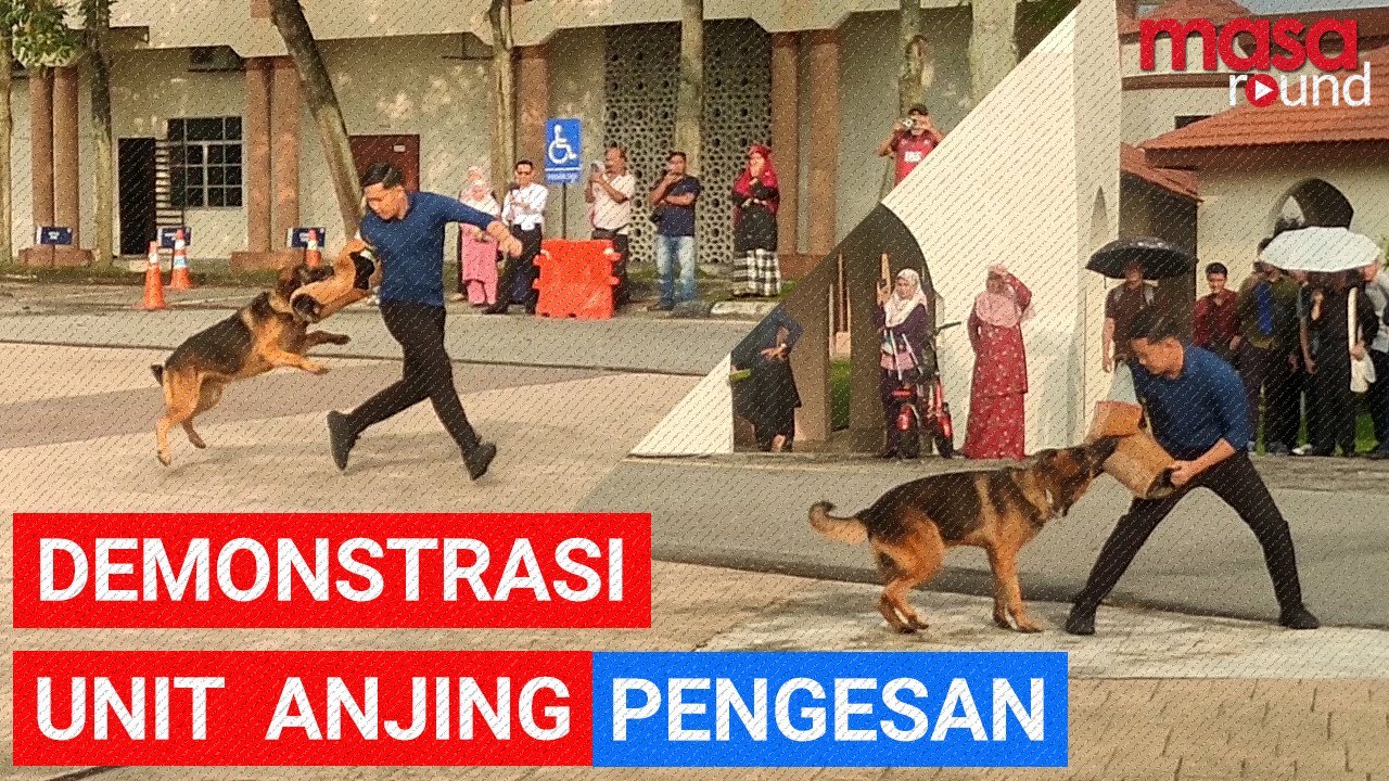 Demonstrasi Unit Anjing Pengesan PDRM (K9) - YouTube