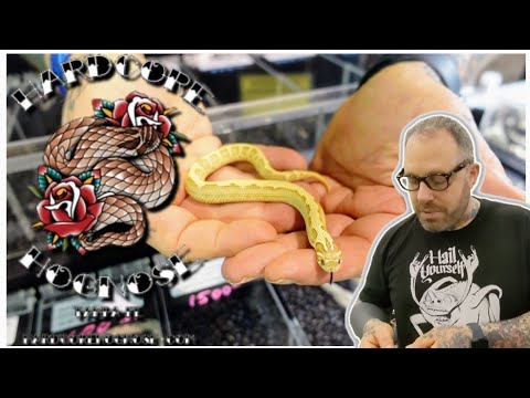 Lemon Ghost Conda Hognose Snake Plus More With Jeff Goldblatt From ...