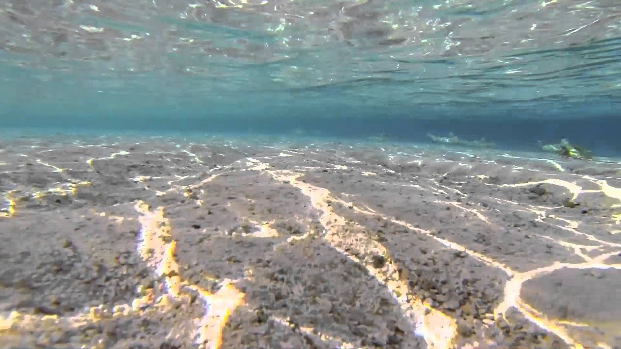 Sharks in shallow water - YouTube