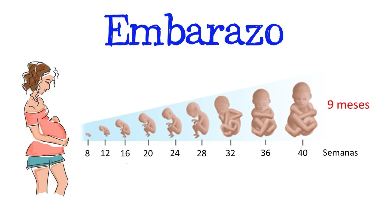 👩🏻 ¿Qué es el Embarazo? 👶🏻 [Fácil y Rápido] | BIOLOGÍA | - YouTube