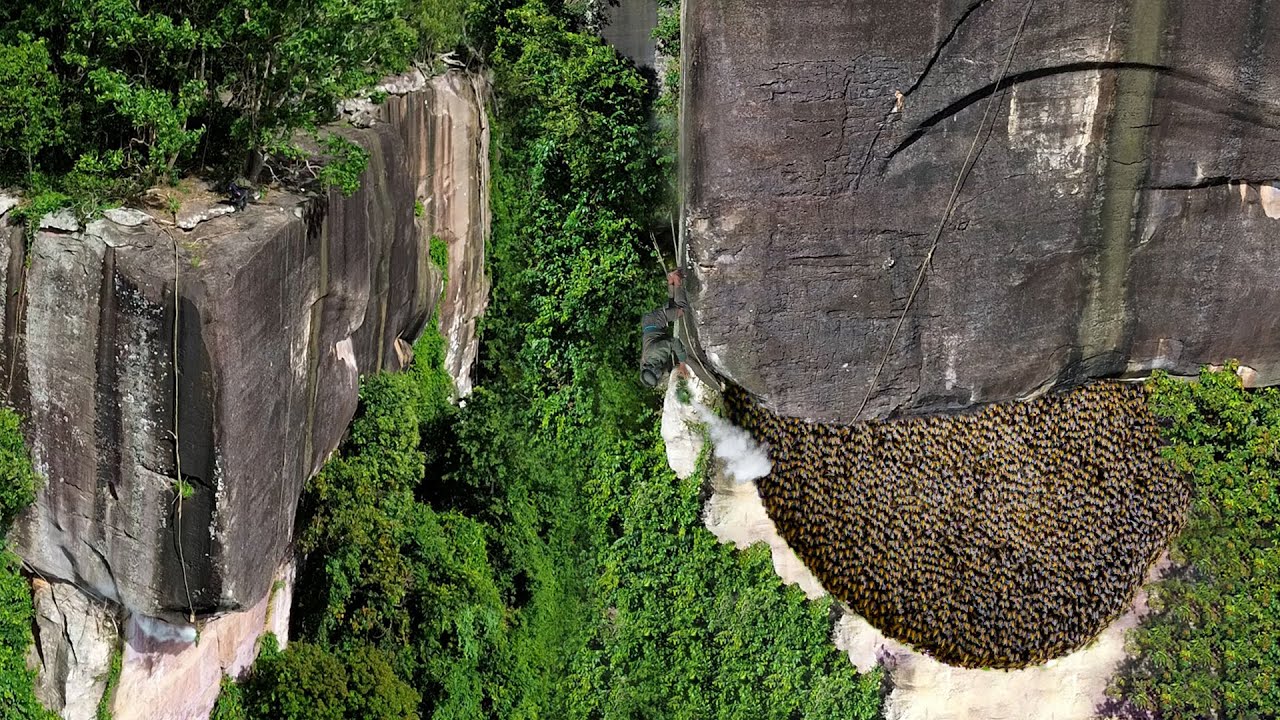 Primitive Technology: Awesome Find Giant Honey Bee For Food on The ...