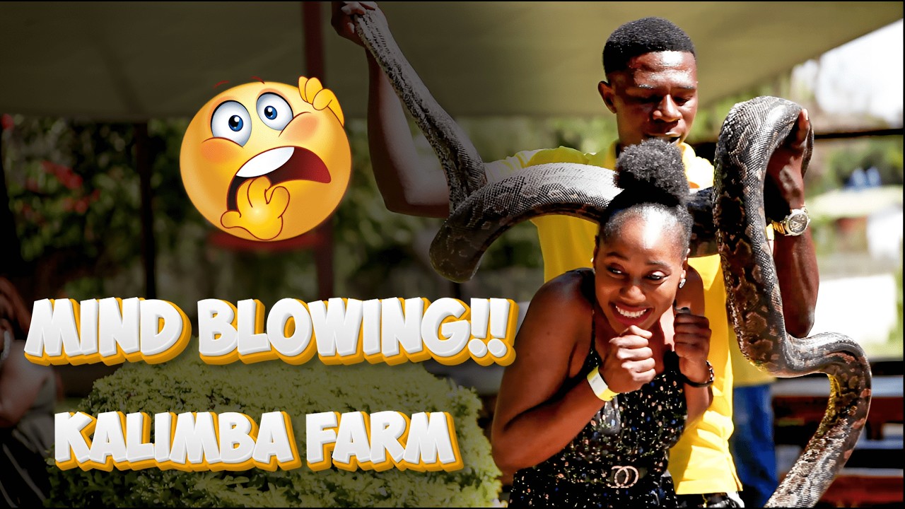 The Zambian Only Reptile Farm and female-owned Kalimba Farm - YouTube