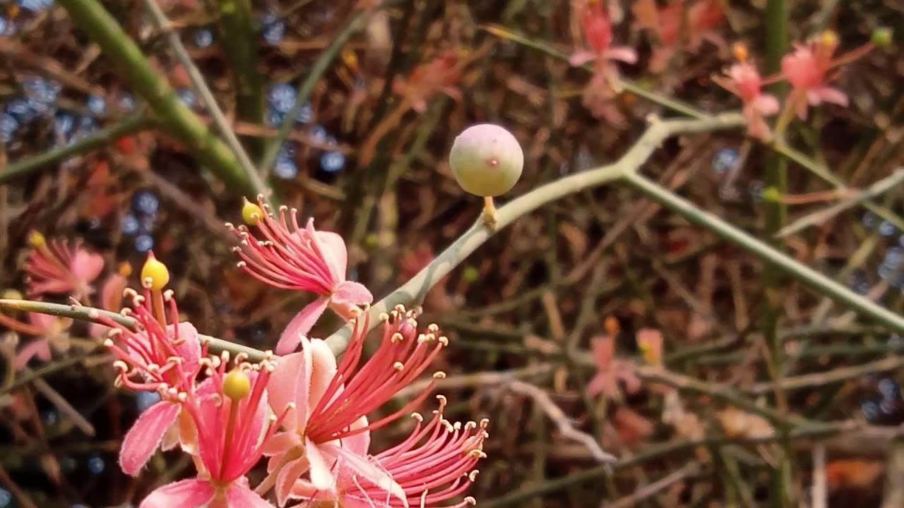 Capparis decidua/ Kair/DELLA Plant complete Information in Urdu/Hindi ...