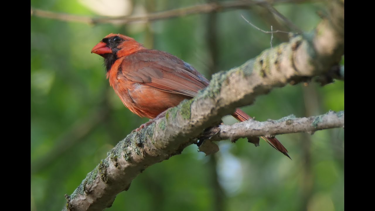 多倫多 北美紅雀 Northern Cardinal (Angry Bird) - YouTube