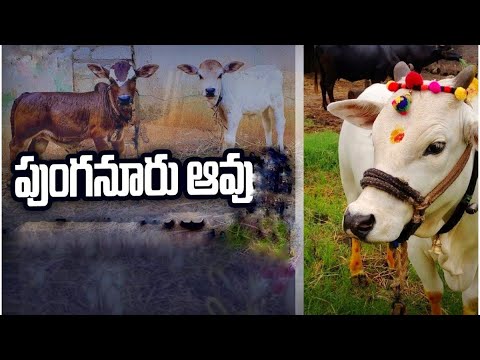 Punganur Cows | world's smallest cow Bread | పుంగనూరు ఆవులు - YouTube