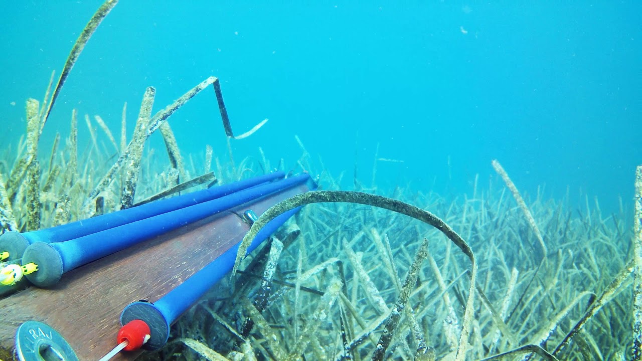 Ψαροντουφεκο στα ρηχά Αττική 2020 - shallow spearfishing in Attica ...