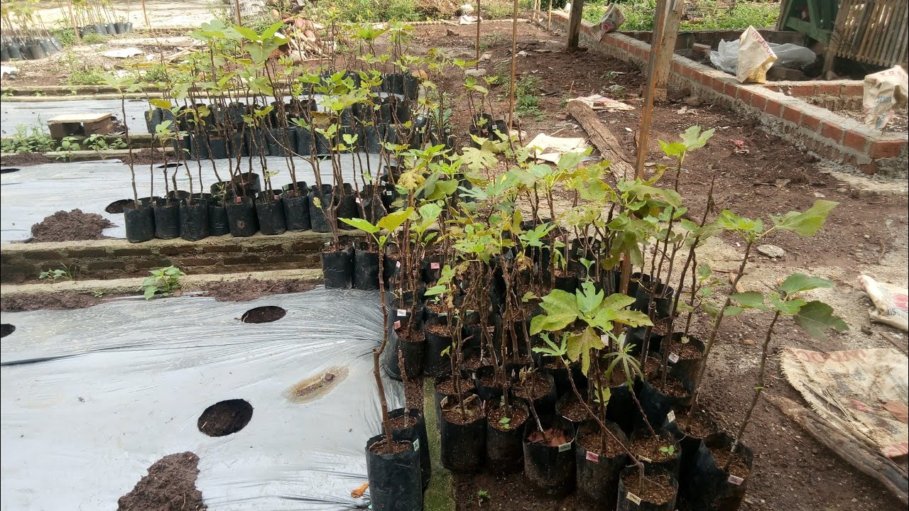 Kebun Buah Tin - YouTube