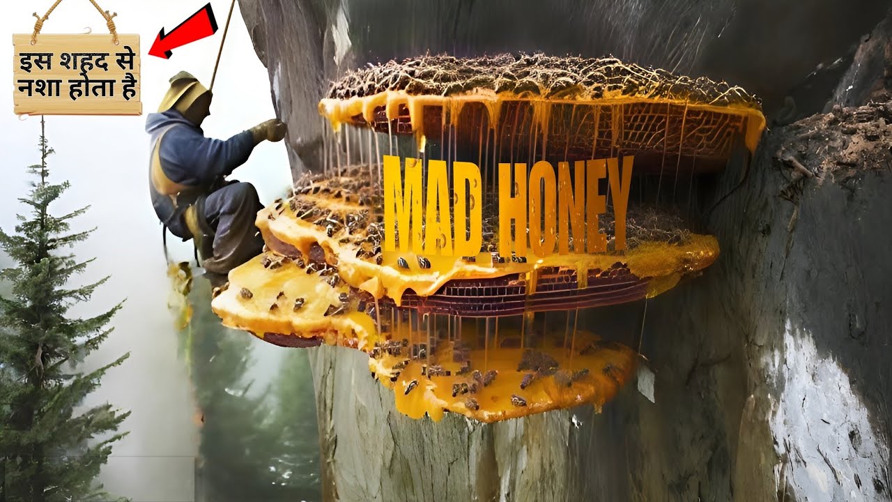 The World's RAREST Honey which is found only in Nepal - YouTube