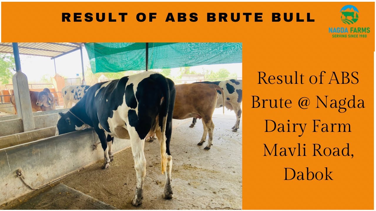 Result of ABS Brute | Best HF Dairy Farm in Rajasthan | Top ABS HF Bull ...