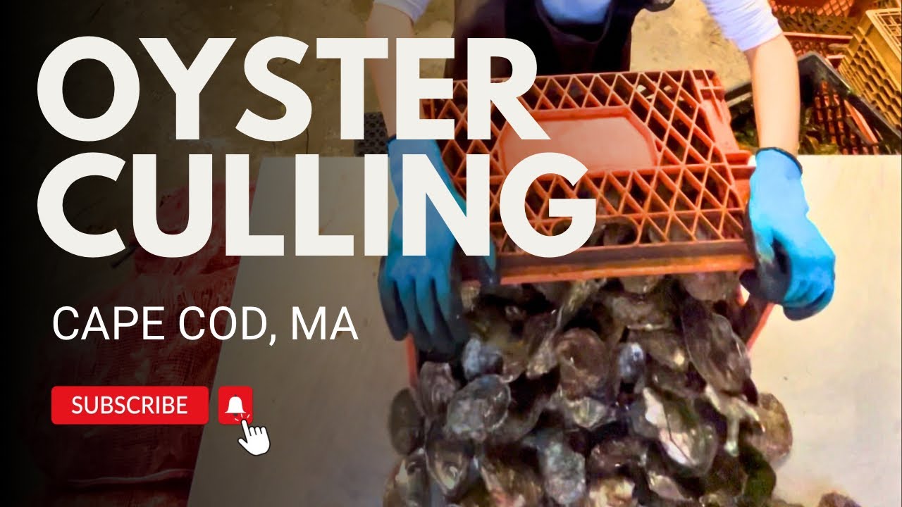 Oyster Culling Process - Cape Cod - YouTube
