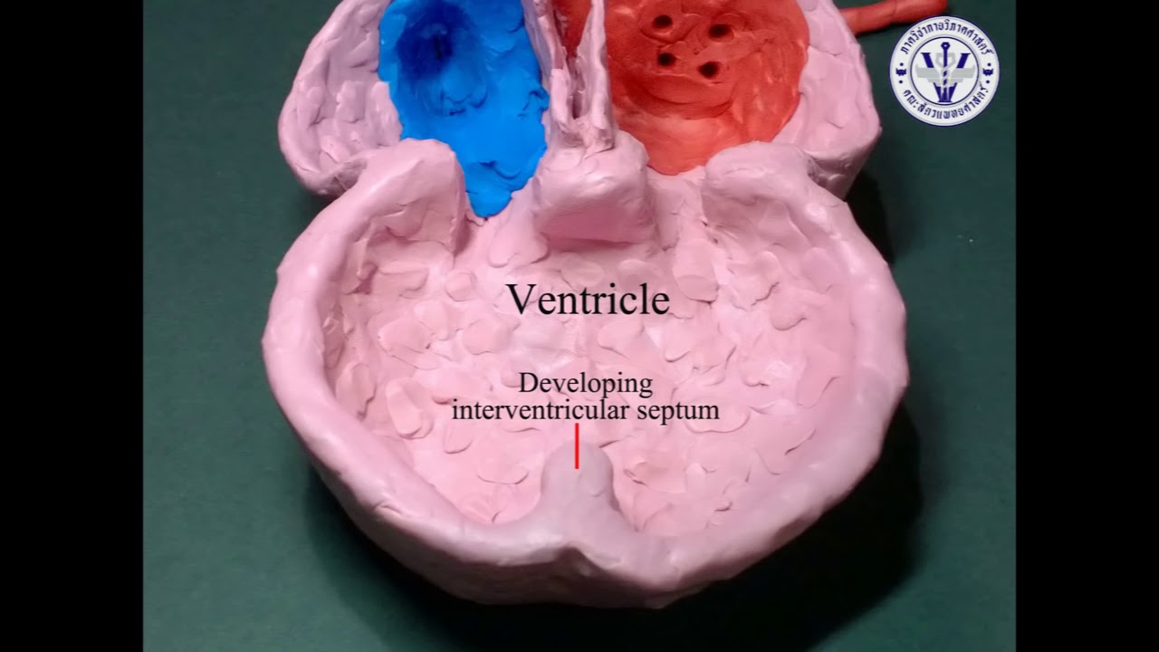 Cardiogenesis animation - YouTube