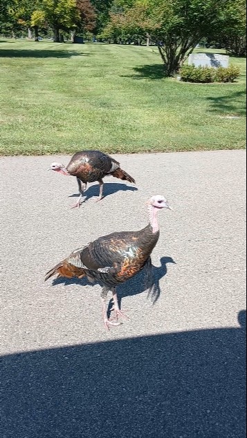 Turkey Waltz #gobblegobble #thanksgiving - YouTube