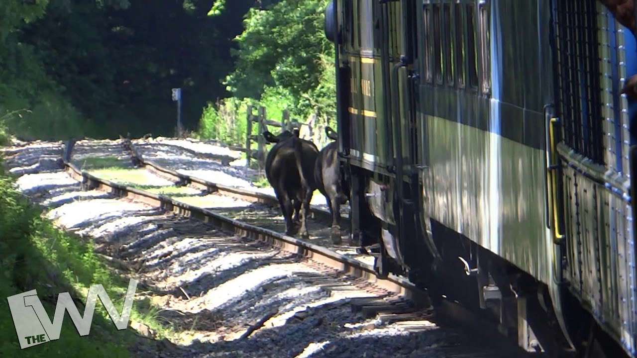 Train Chases Cows on the Tracks - POTOMAC EAGLE SCENIC RAILROAD ROMNEY ...