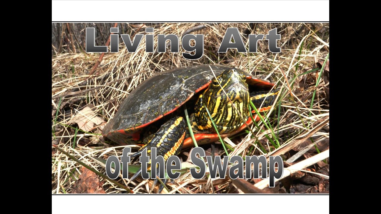 Creature.tv Living art of the Swamp: Painted Turtles - YouTube