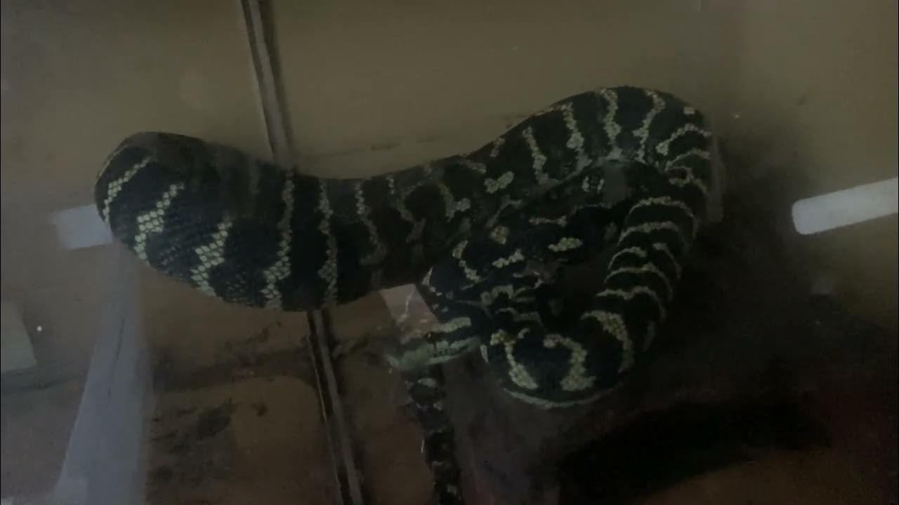 Male carpet python wanted - YouTube