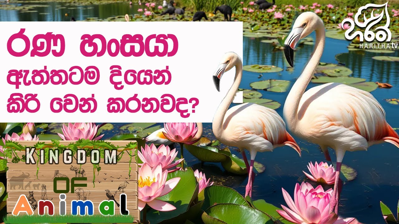 රණ හංසයා | | Kingdom of Animal | Haritha Tv I Flamingos - YouTube