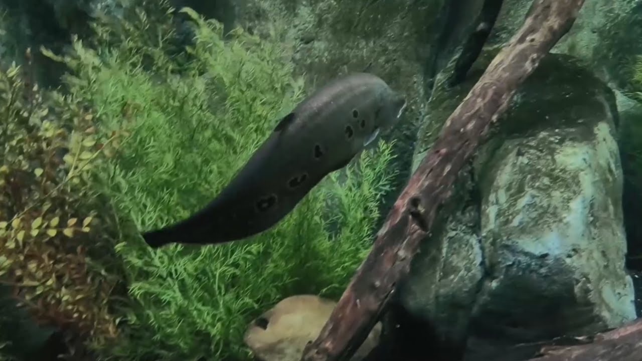 Unveiling the Most Mysterious Fish Ever Caught on Camera #FINCUTSTV # ...