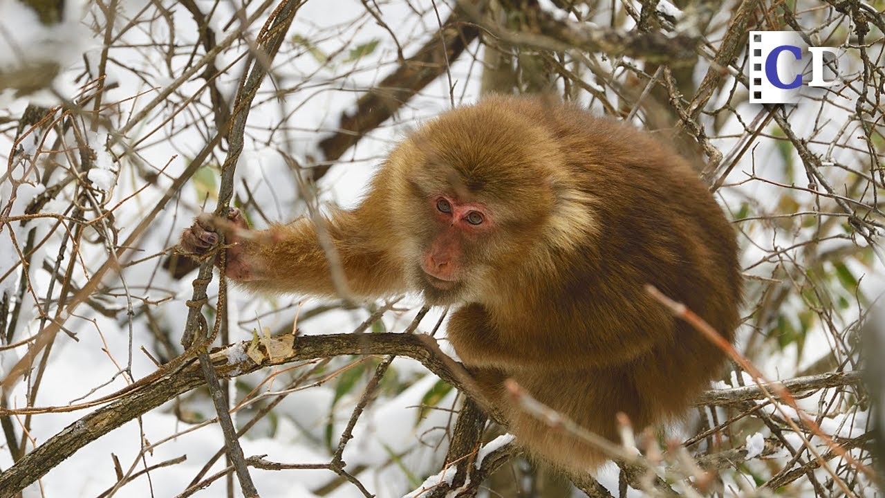 Explore a hidden Eden of wildlife with monkey family in Mount Huangshan ...