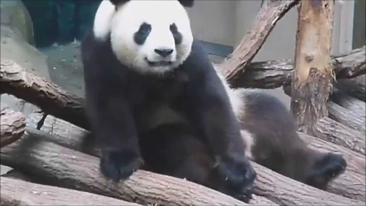 Panda's story - YouTube