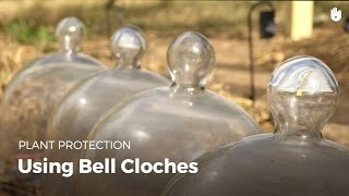 How to Use a Garden Cloche | Garden