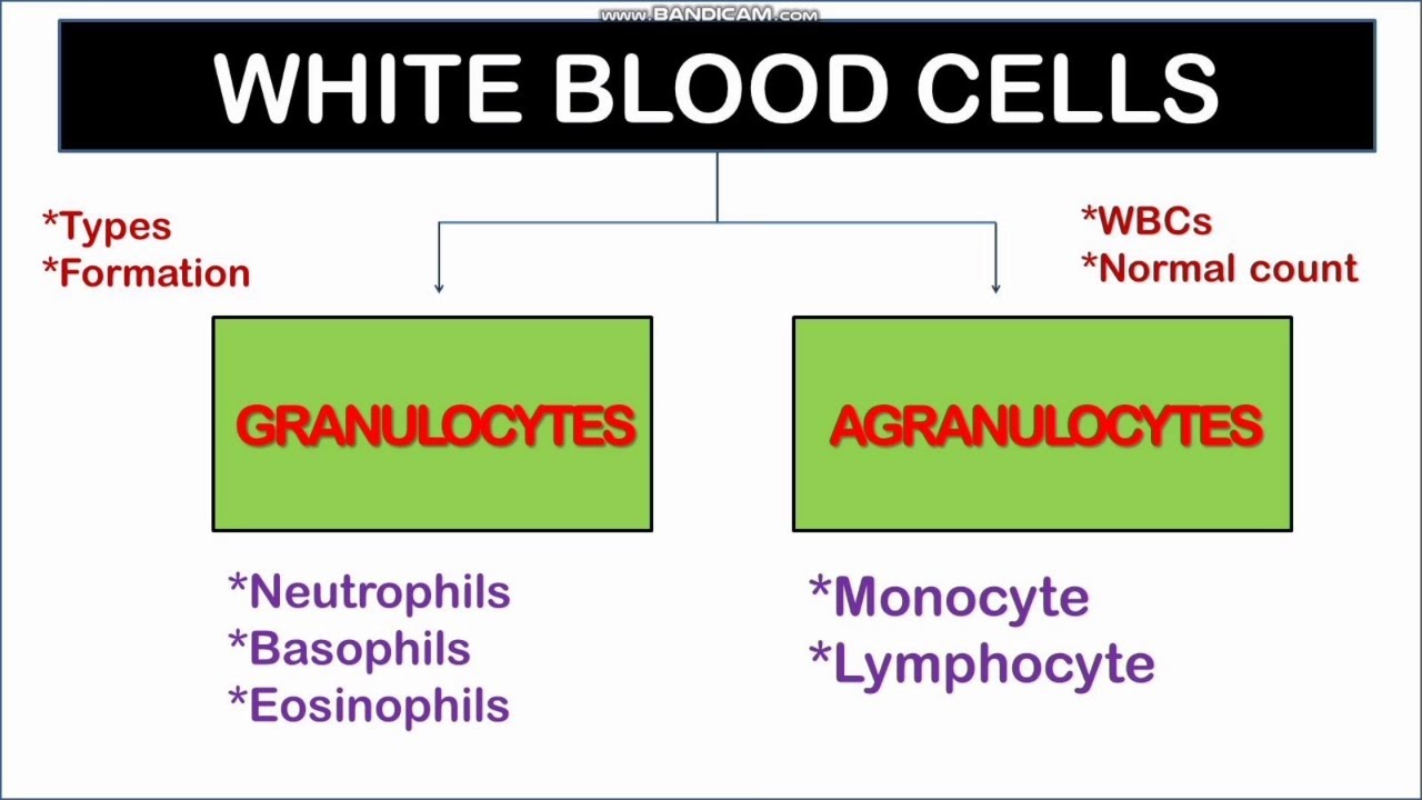 White blood cells || White blood cells normal range || White blood ...