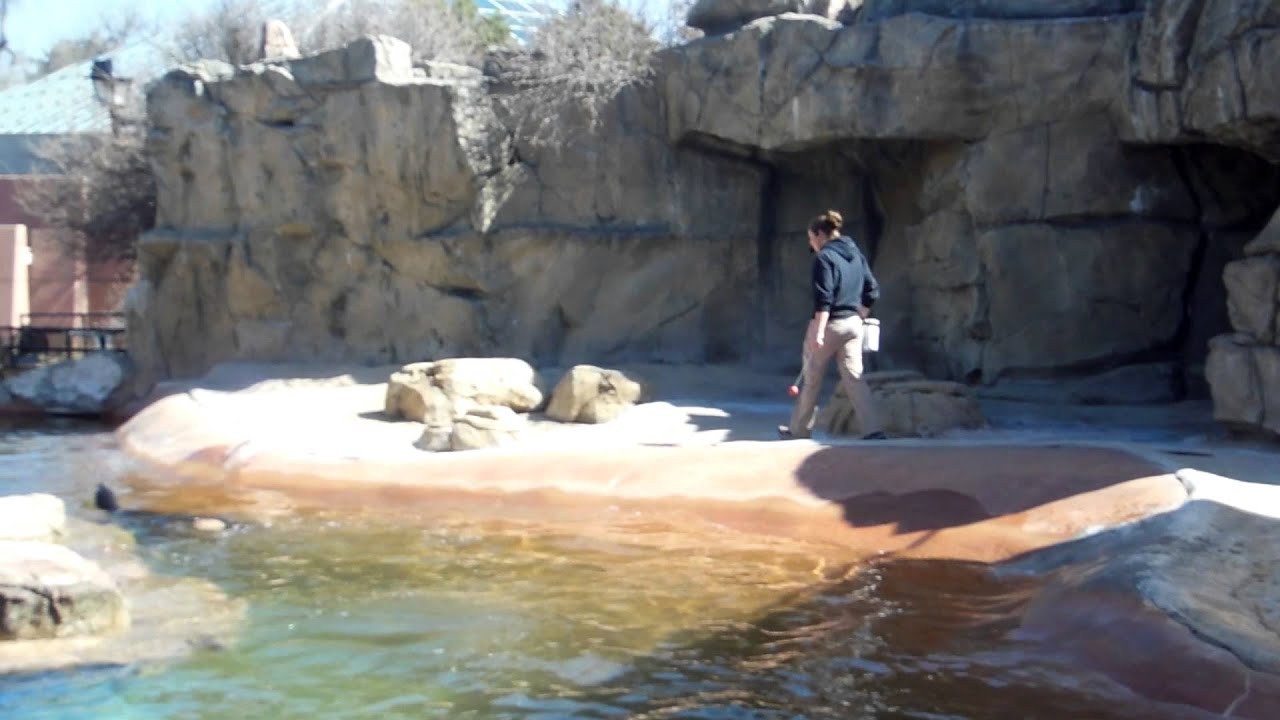 Sea Lion tricks and demonstration at the Denver Zoo! - YouTube