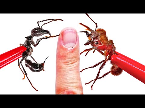STUNG and BIT! Bullet Ant vs Soldier Ant