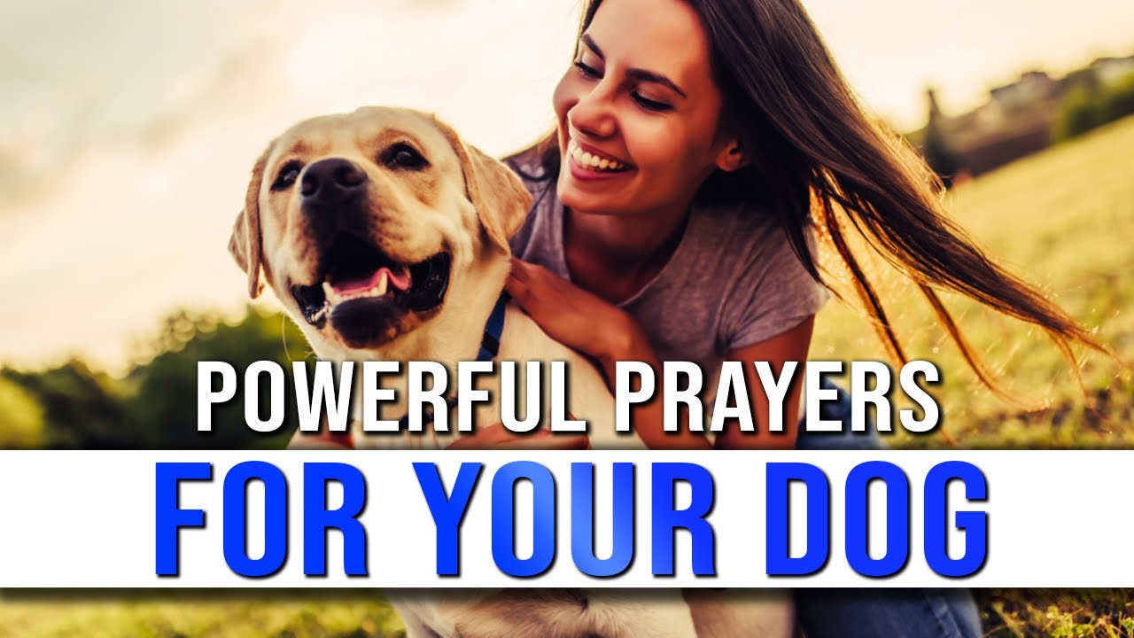 Powerful Prayers For Dogs | Prayer For Healing For My Dog | Prayer For ...