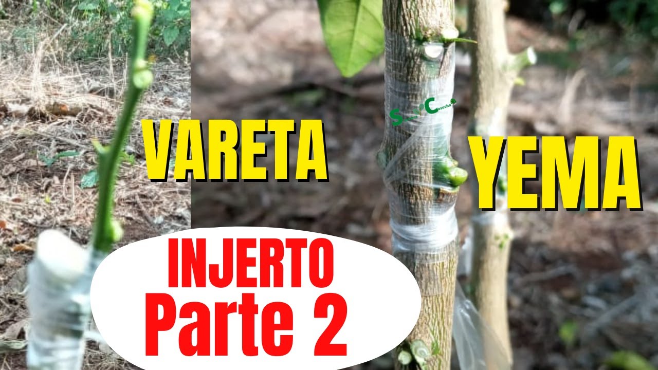 Como INJERTAR LIMÓN por YEMA y VARETA Fácil | Injerto de citricos Parte ...