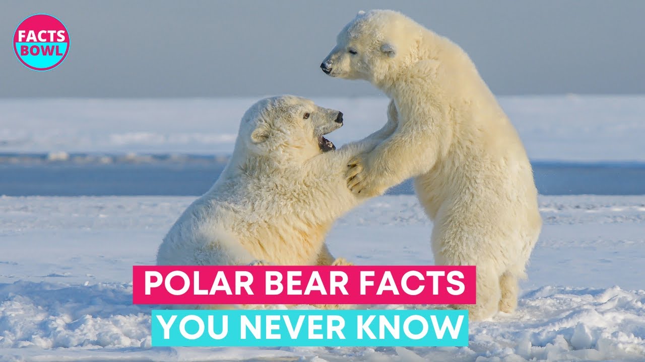 22 Fun Facts About Polar Bear You Never Know Before This YouTube 22-fun-facts-about-polar-bear-you-never-know-before-this-youtube