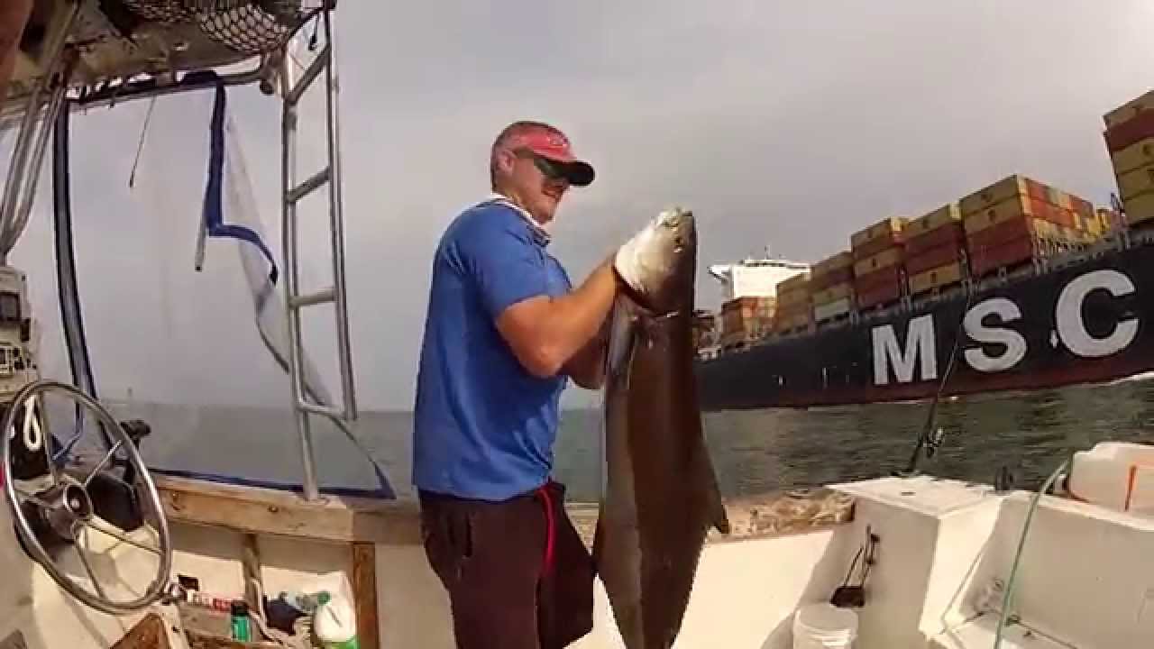 COBIA SIGHT FISHING CHESAPEAKE BAY VIRGINIA 2014 - YouTube