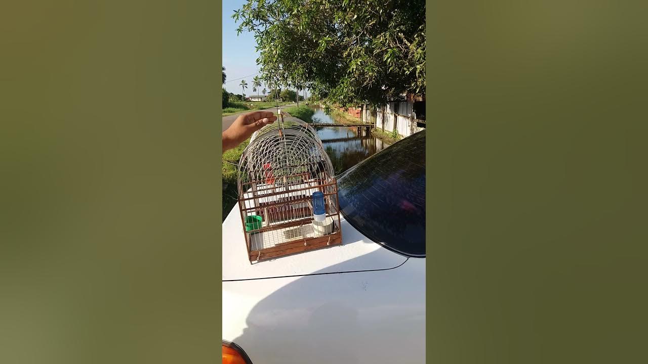 Picolet 786 Salarbaks - YouTube