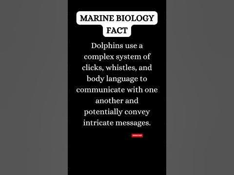 🐬🗣️ The Secret Language of Dolphins: Clicks, Whistles, and Mysteries! # ...