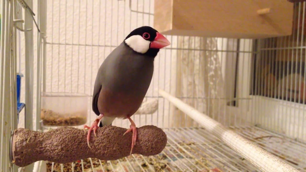 Java finch sings after eating maggots (yummy food for finch babies) - YouTube