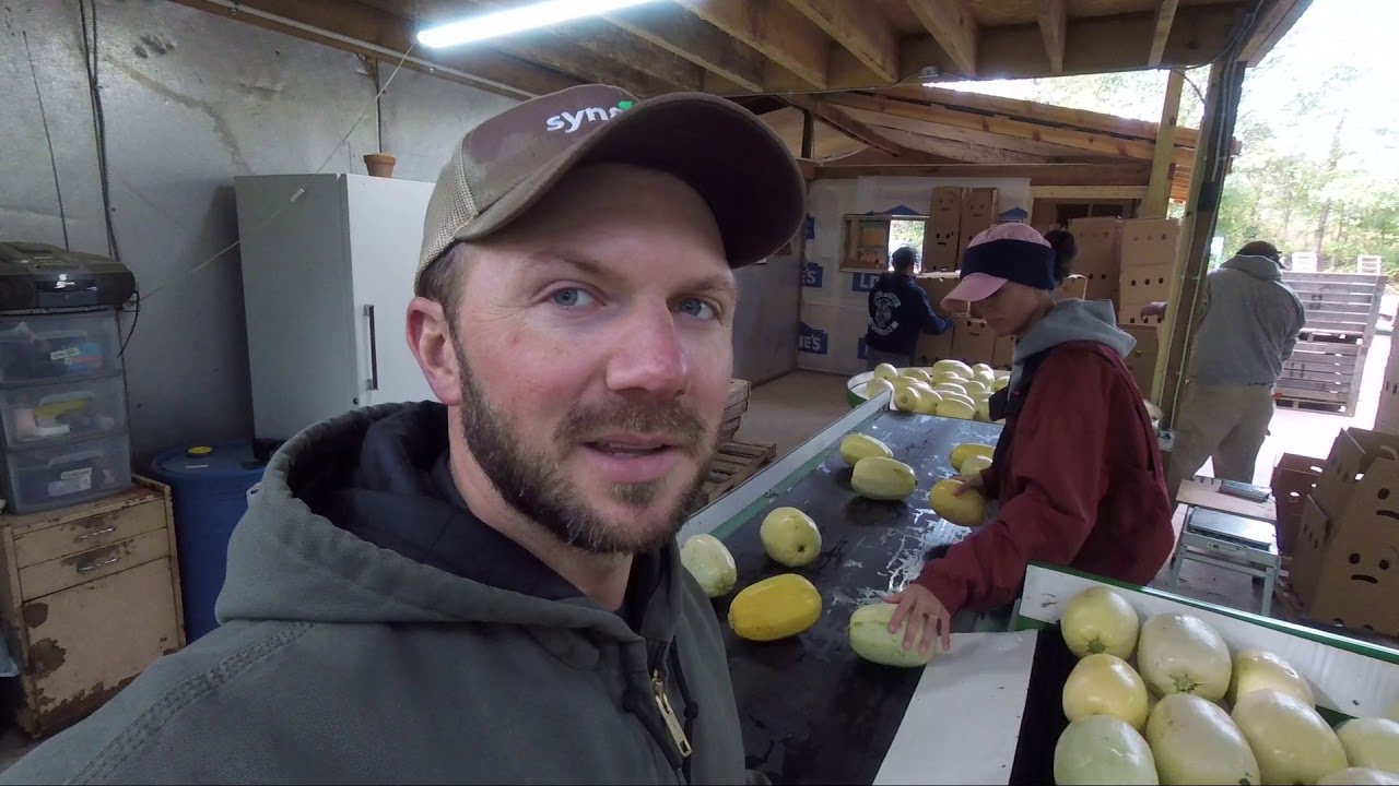 Washing and Packing Winter Squash - YouTube