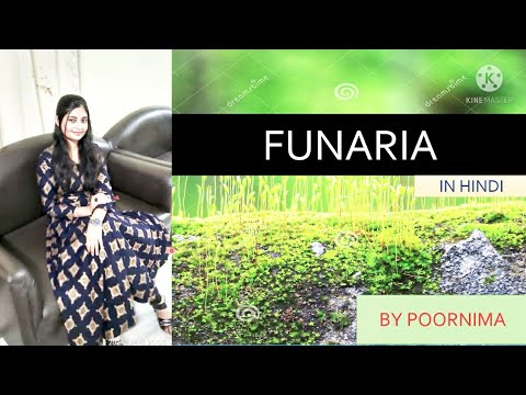 Funaria|Bryophytes|Complete Life Cycle|By Poornima| - YouTube
