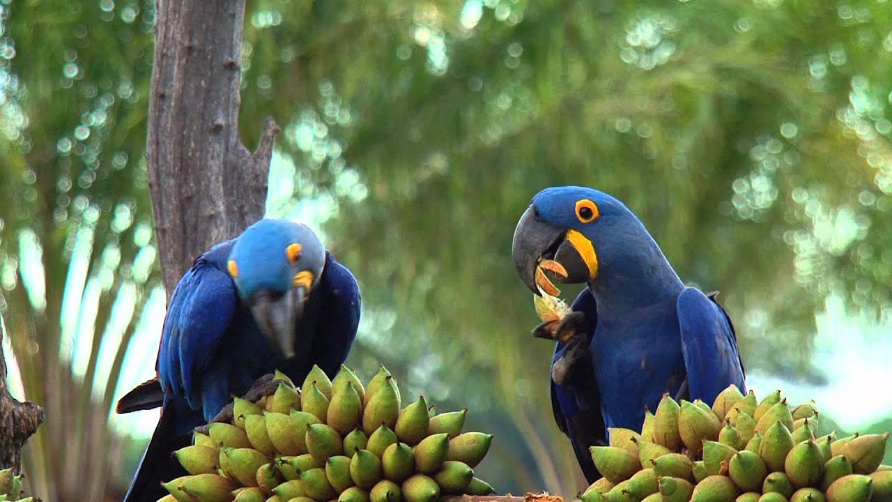 Axalta's Color of the Year Brilliant Blue Reveal - YouTube