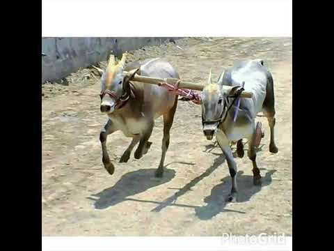 Jai Mahlar(shetakarachi shan)