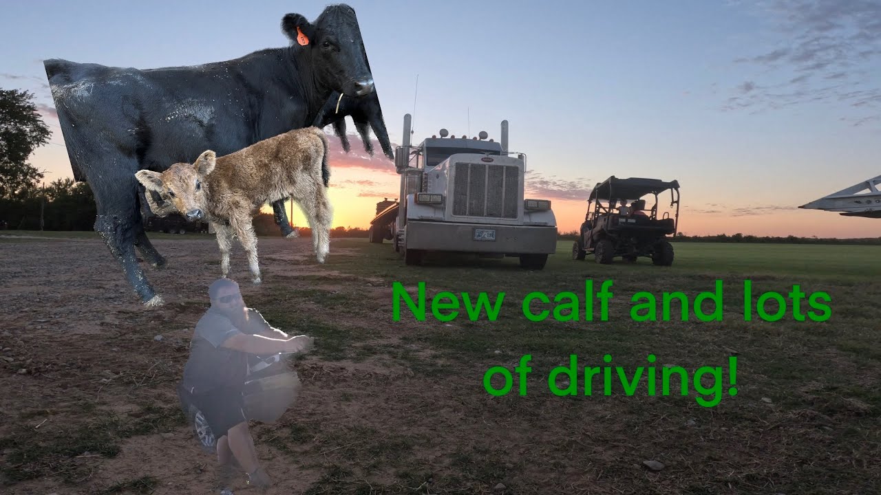 New calf on the farm…..Another random day on the sod farm!! - YouTube