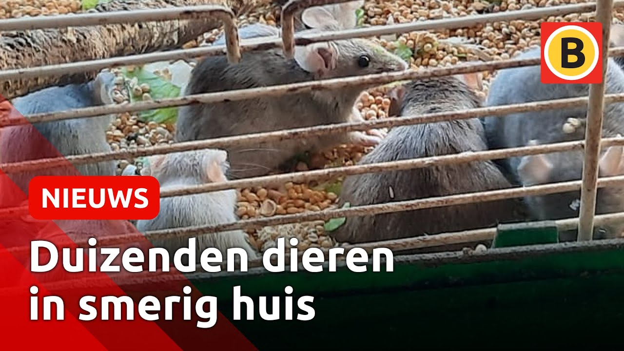 Vrouw haalt zelf muizenplaag in huis | Omroep Brabant - YouTube