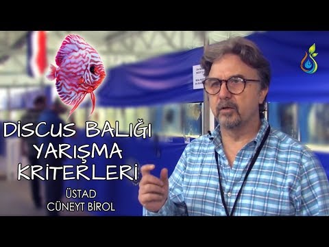 Discus Yarışmalarında Dikkat Edilen Kriterler, Üstad Cüneyt Birol Söyleşisi