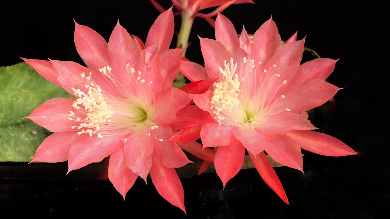 Bunga Wijaya Kusuma Pink | Proses mekarnya bunga Wijayakusuma ...