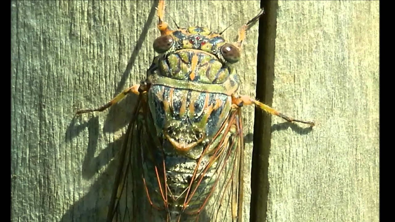 151003 Cicada Chirping - YouTube
